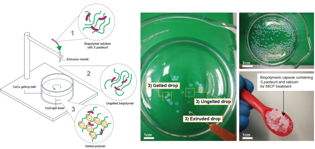 A novel use of hydrogel encapsulation of bacteria for on-demand release ...
